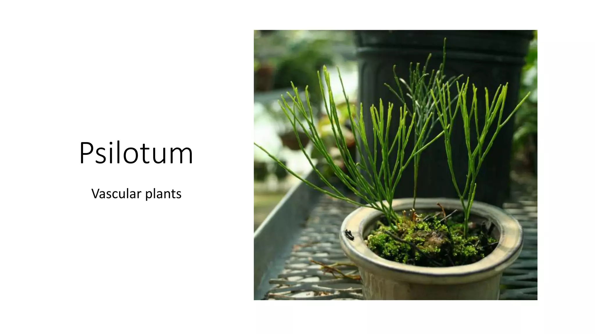 Psilotum | PPTX