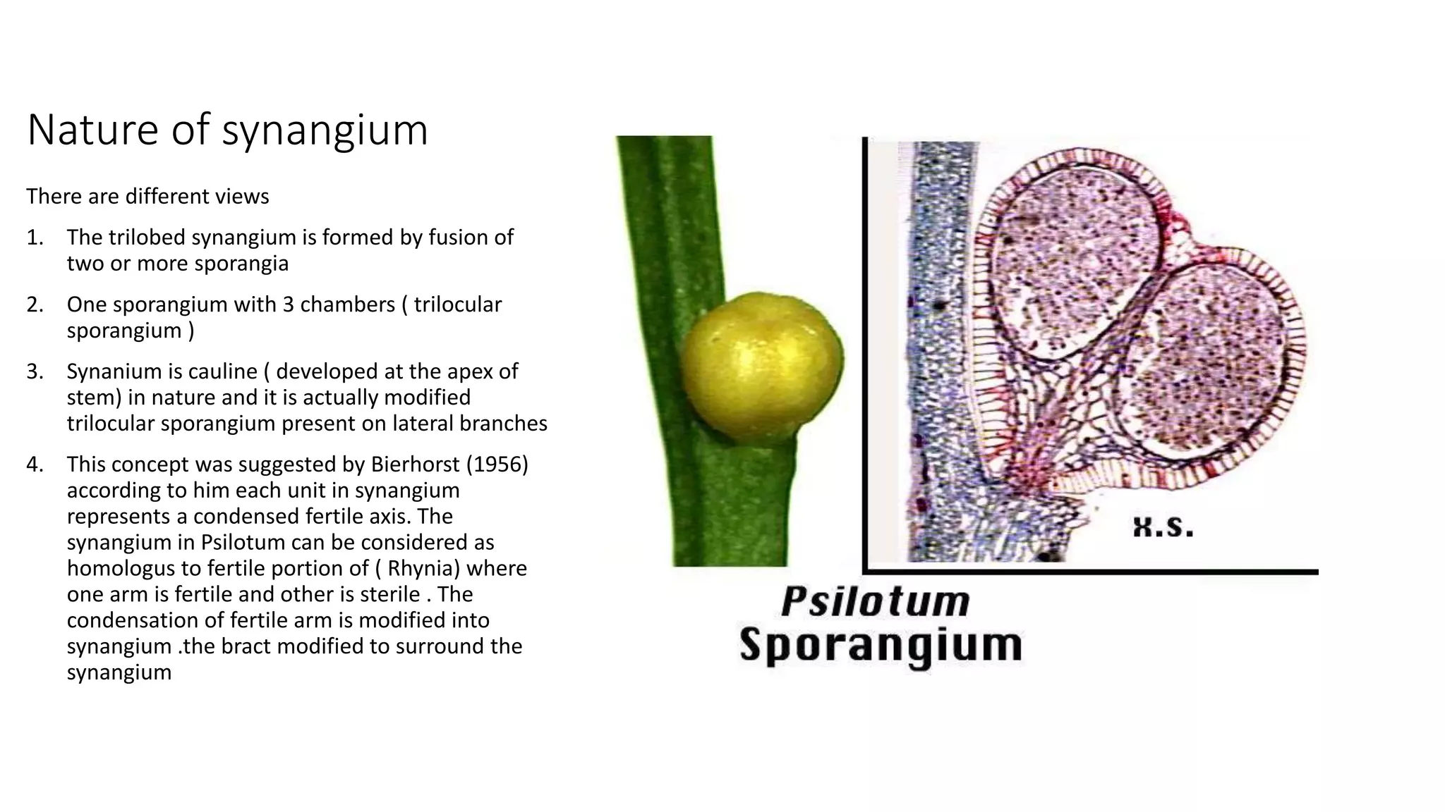 Psilotum | PPTX