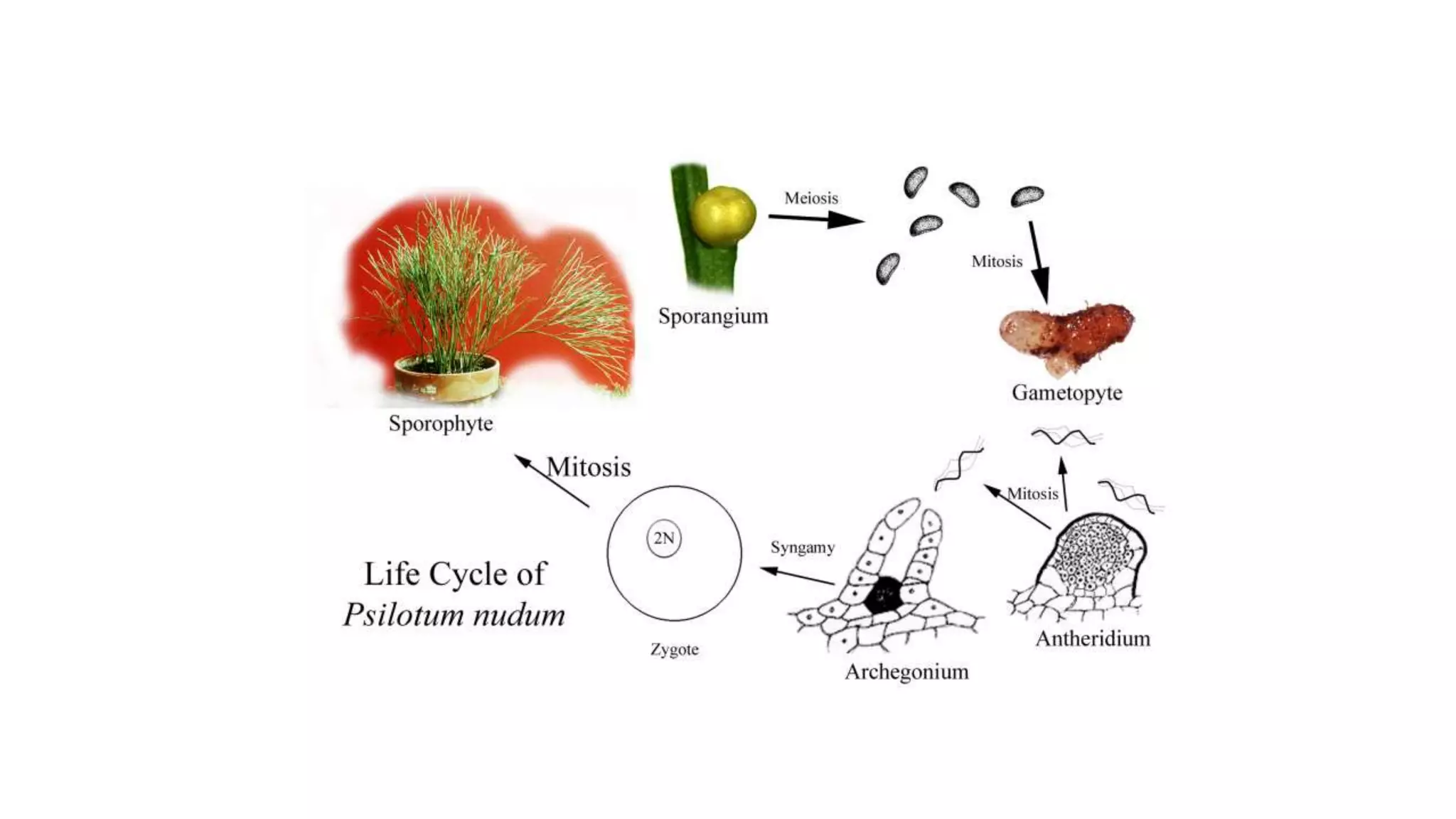 Psilotum | PPTX
