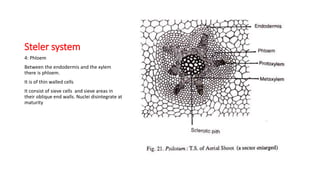 Psilotum | PPTX