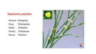 Psilotum | PPTX