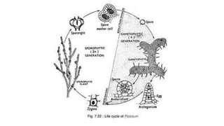 Psilotum | PPTX