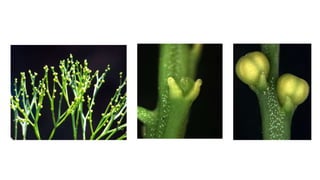 Psilotum | PPTX