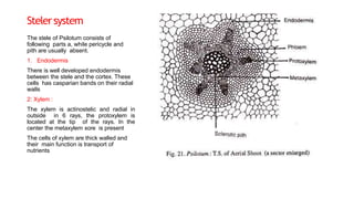 psilotum.pptx