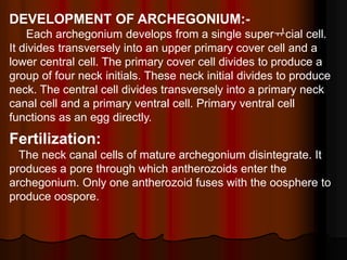 Psilotum | PPT