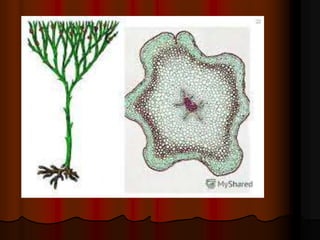 Psilotum | PPT