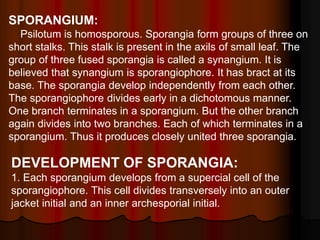 Psilotum | PPT