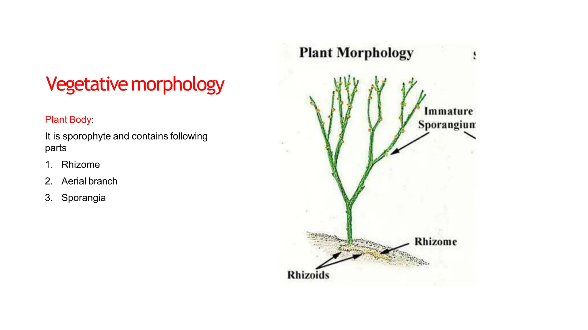 psilotum structure and reproduction.pptx