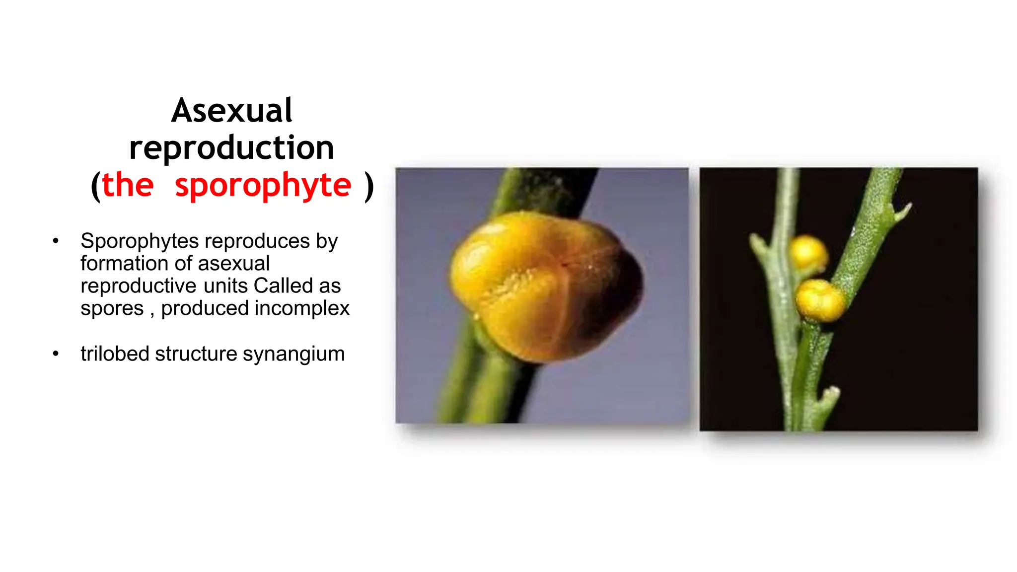 psilotum structure and reproduction.pptx