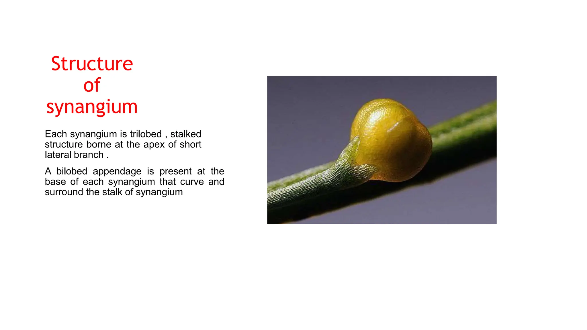 psilotum structure and reproduction.pptx