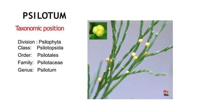psilotum structure and reproduction.pptx | Gardening | Home & Garden