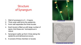 psilotum structure and reproduction.pptx | Gardening | Home & Garden