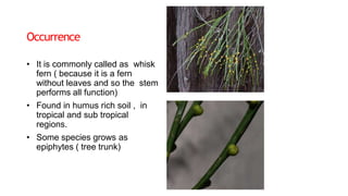 psilotum structure and reproduction.pptx | Gardening | Home & Garden