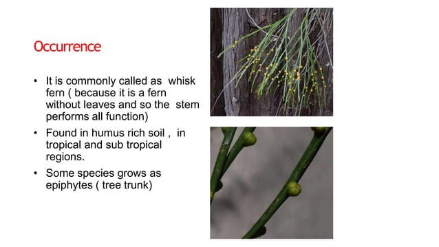 psilotum structure and reproduction.pptx | Gardening | Home & Garden