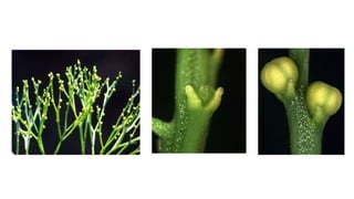 psilotum structure and reproduction.pptx | Gardening | Home & Garden