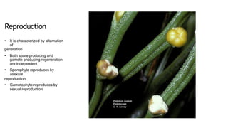 psilotum structure and reproduction.pptx | Gardening | Home & Garden
