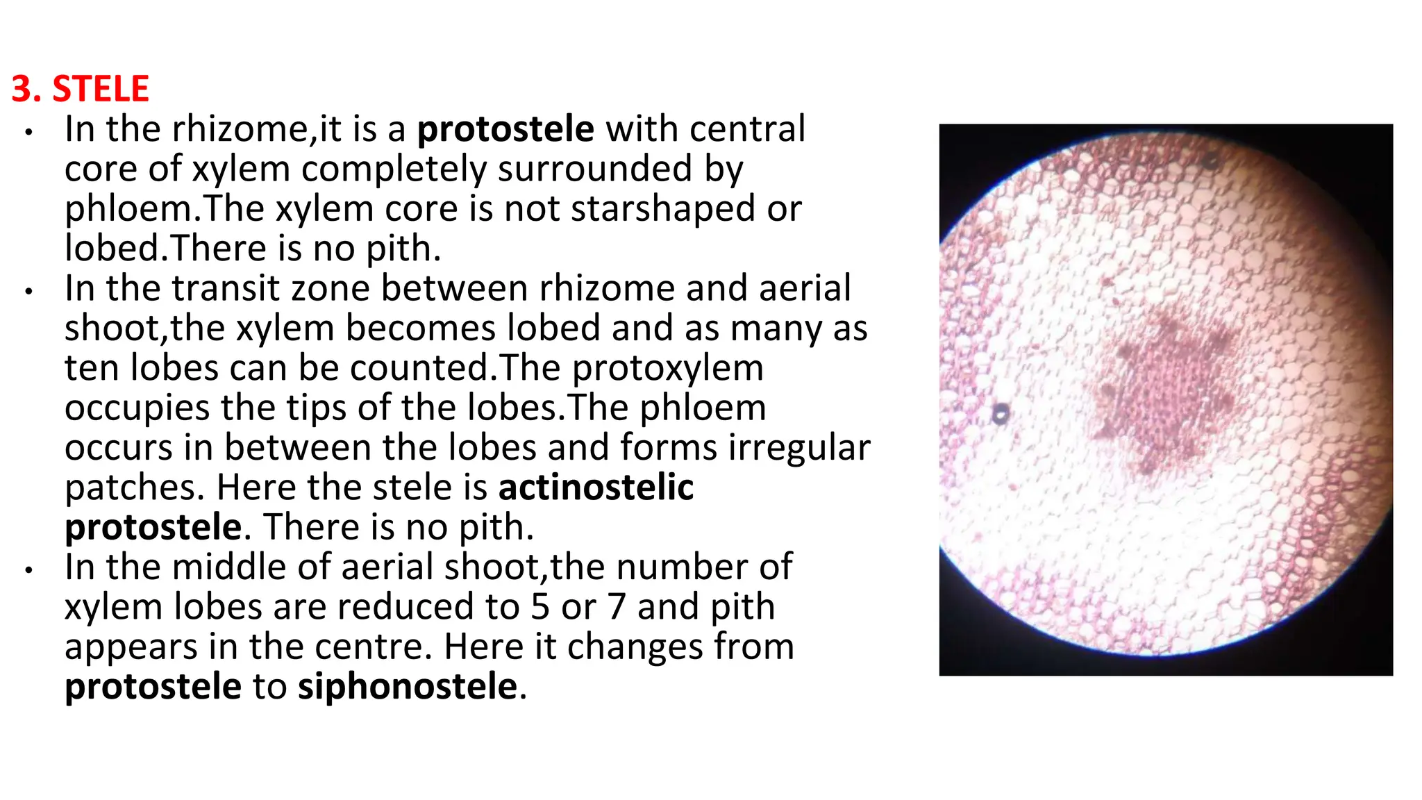 PSILOTUM : structure, morphology, anatomy, reproduction , life cycle ...