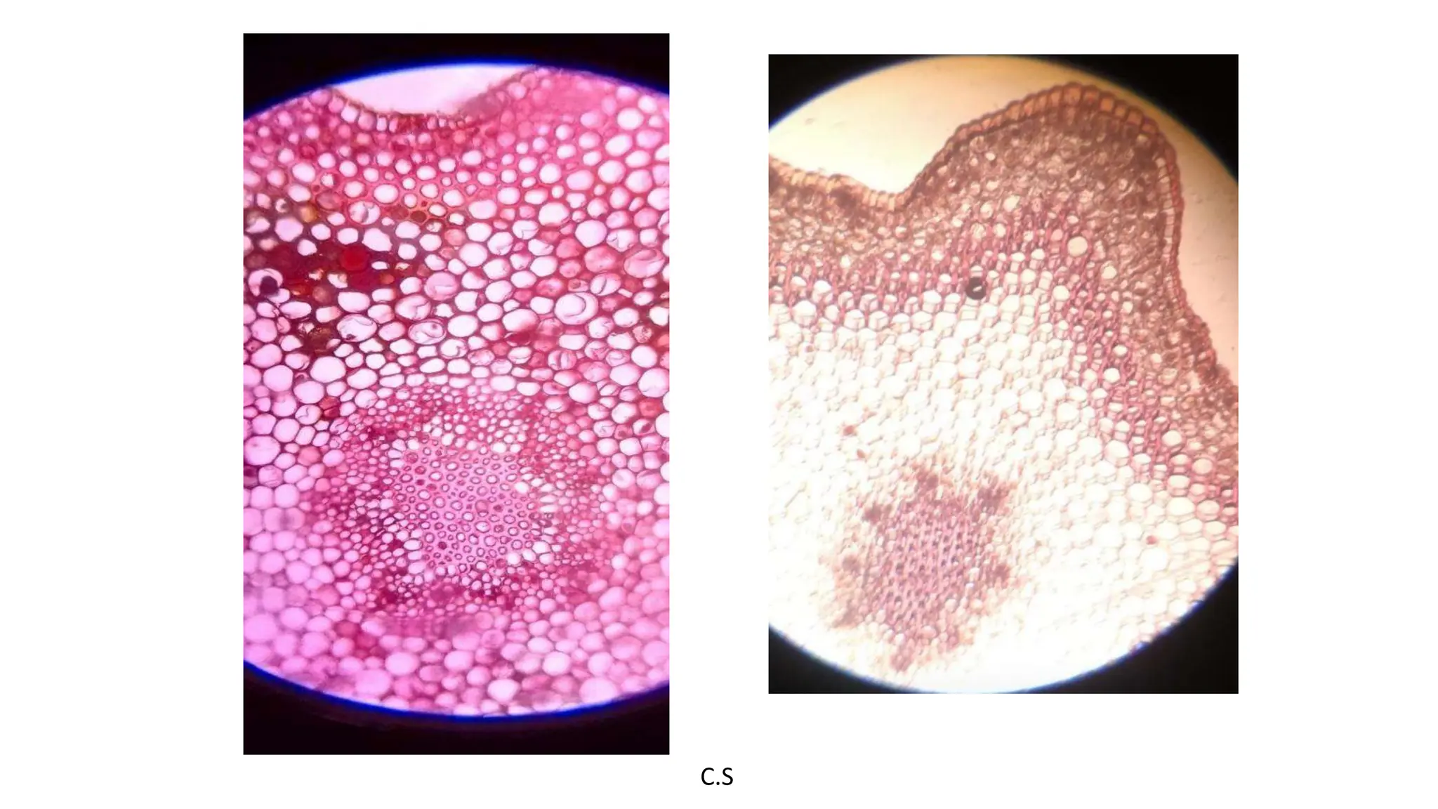 PSILOTUM : structure, morphology, anatomy, reproduction , life cycle ...