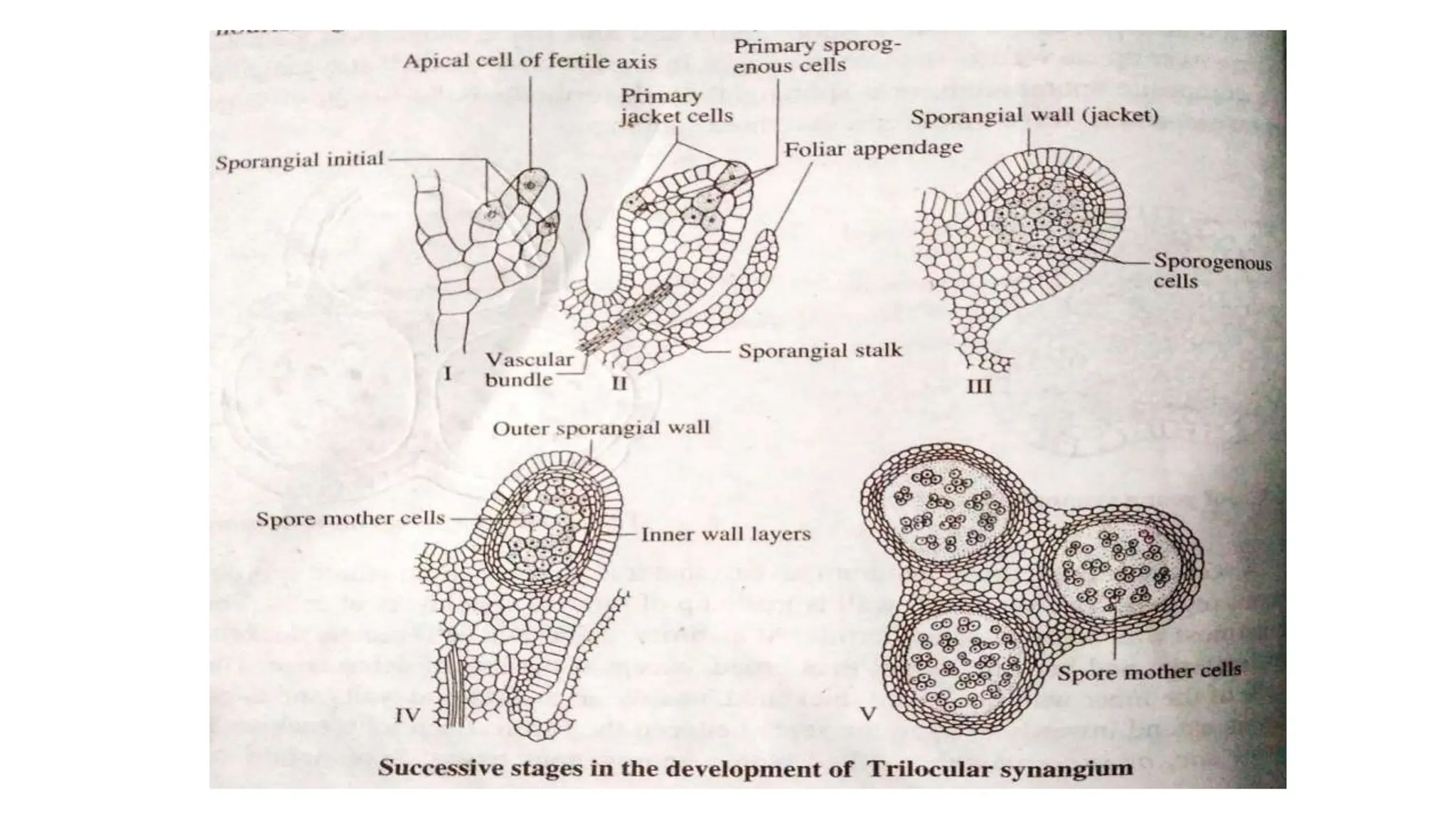 PSILOTUM : structure, morphology, anatomy, reproduction , life cycle ...