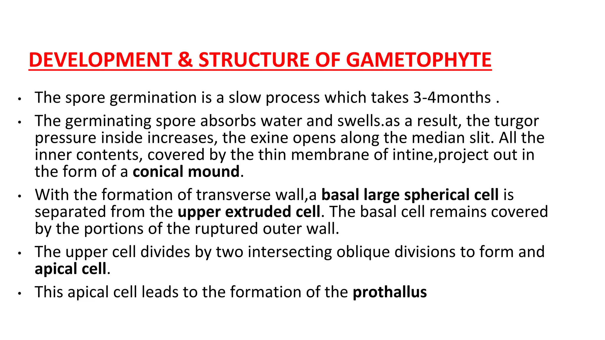 PSILOTUM : structure, morphology, anatomy, reproduction , life cycle ...