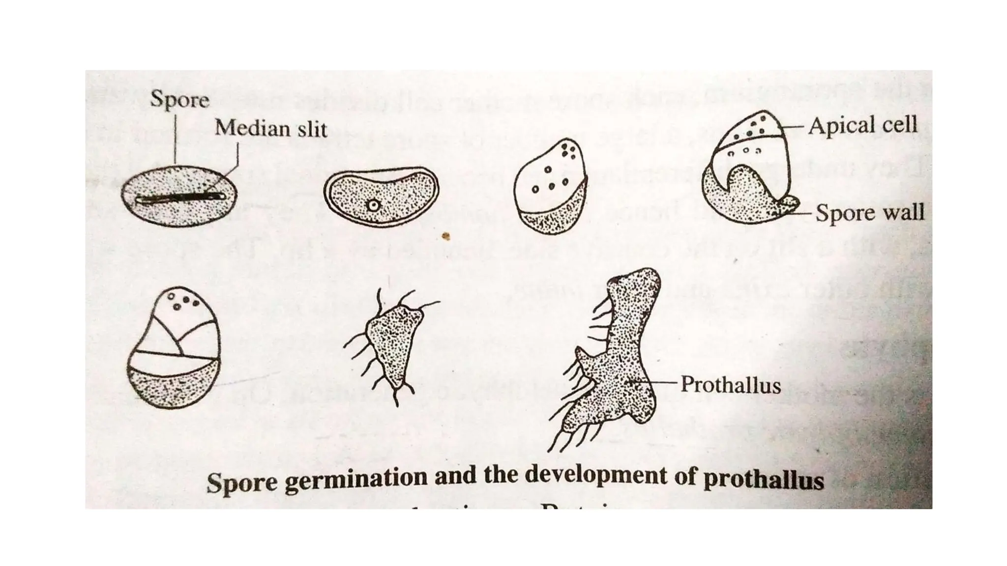PSILOTUM : structure, morphology, anatomy, reproduction , life cycle ...