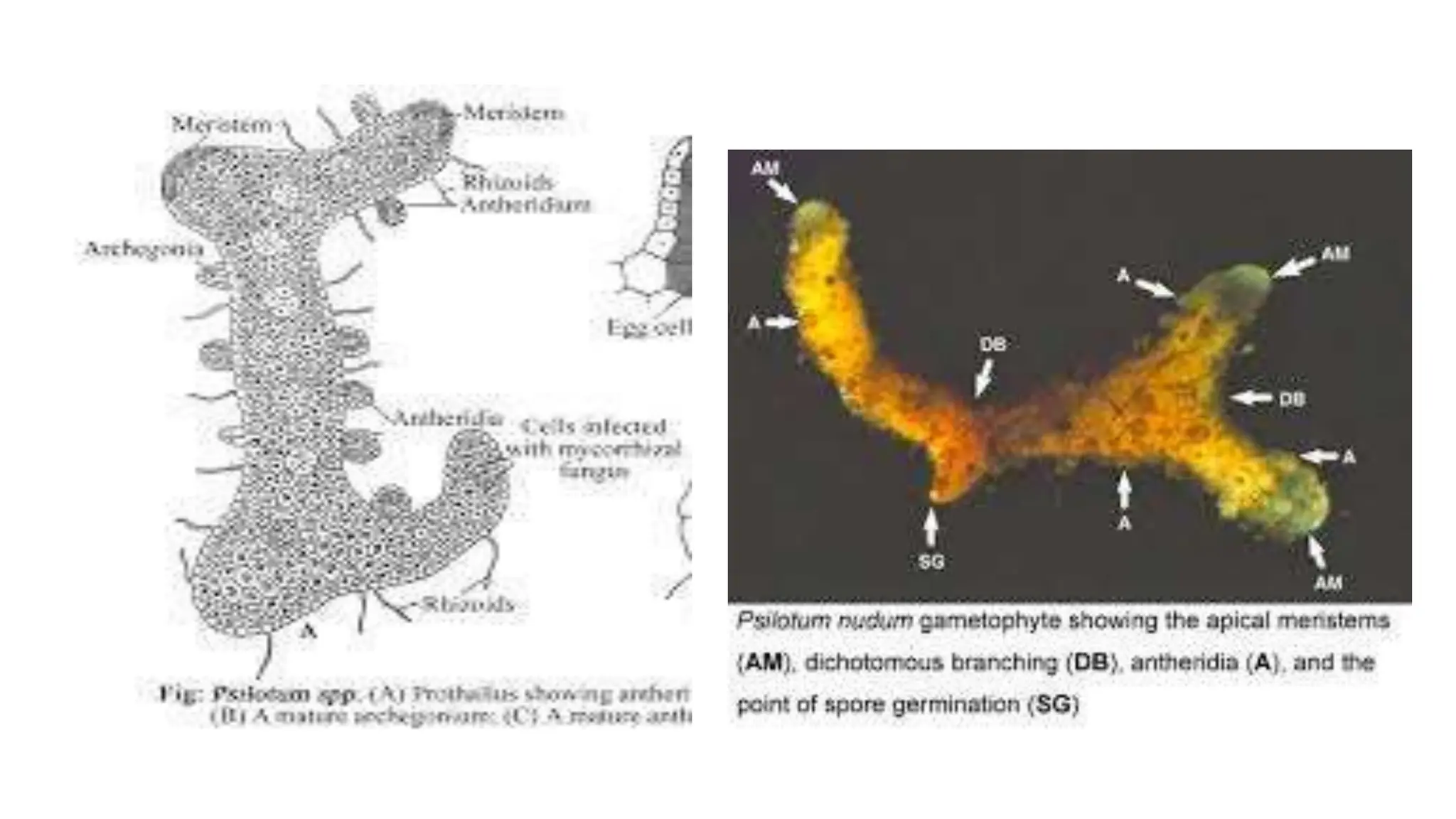PSILOTUM : structure, morphology, anatomy, reproduction , life cycle ...