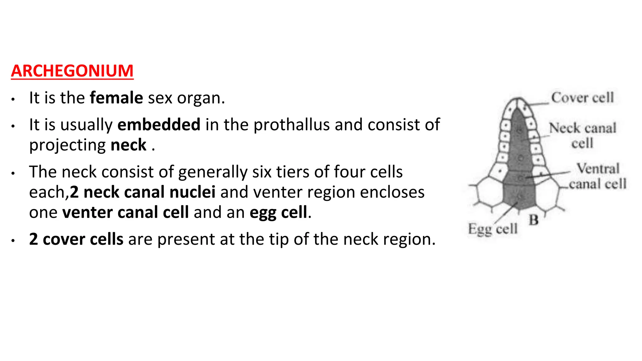 PSILOTUM : structure, morphology, anatomy, reproduction , life cycle ...