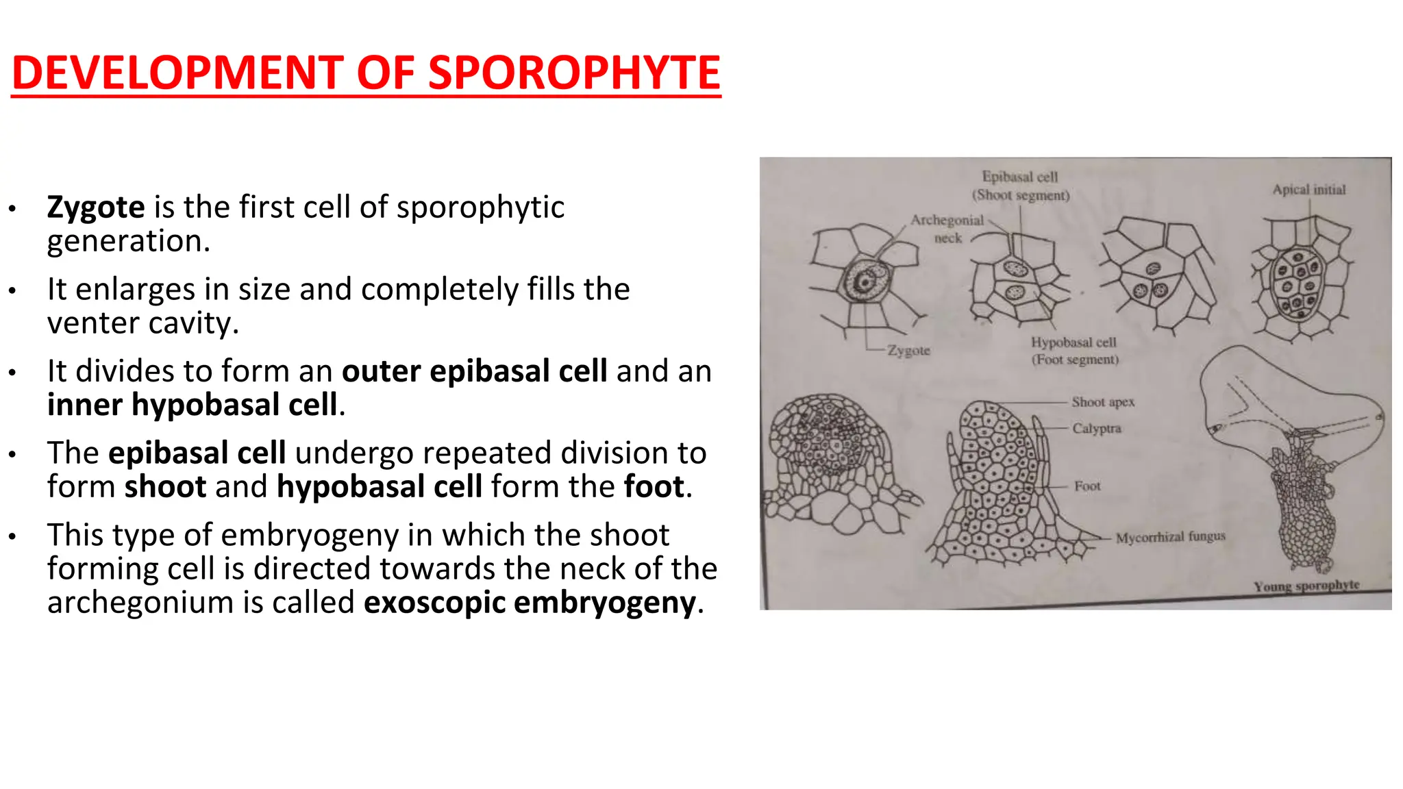 PSILOTUM : structure, morphology, anatomy, reproduction , life cycle ...