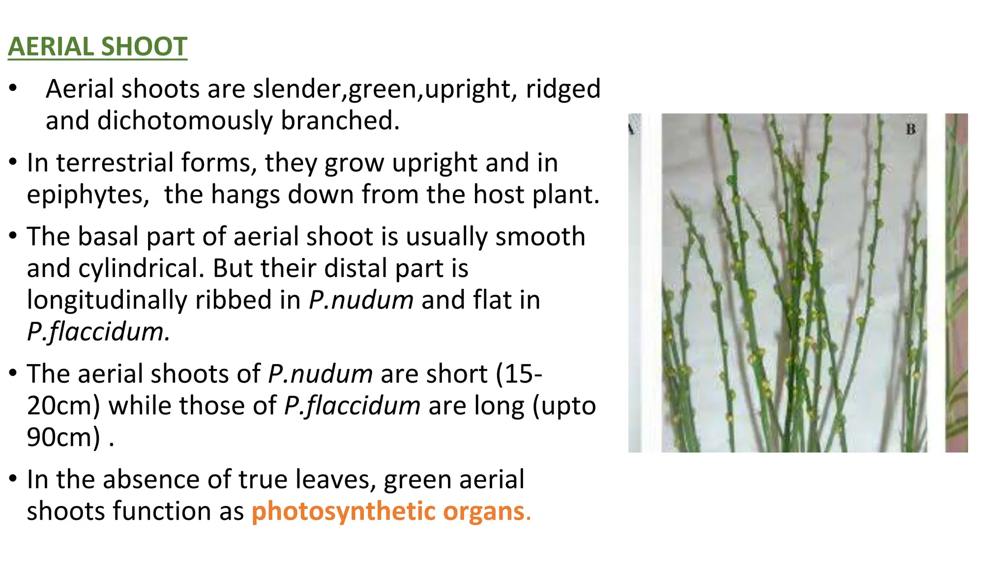 PSILOTUM : structure, morphology, anatomy, reproduction , life cycle ...