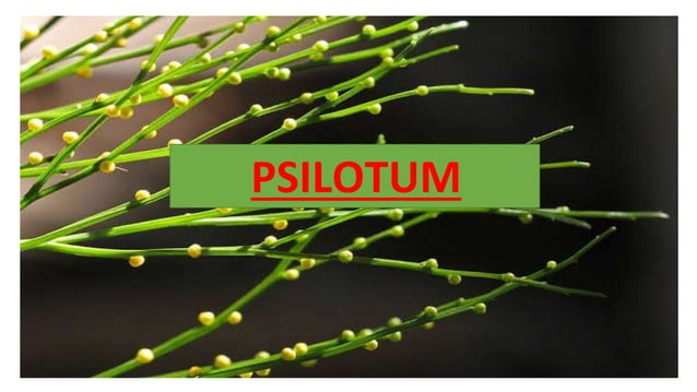 PSILOTUM : structure, morphology, anatomy, reproduction , life cycle ...