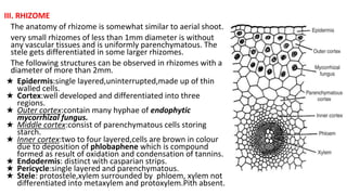 PSILOTUM : structure, morphology, anatomy, reproduction , life cycle ...