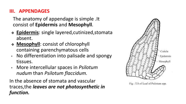 PSILOTUM : structure, morphology, anatomy, reproduction , life cycle ...