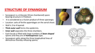 PSILOTUM : structure, morphology, anatomy, reproduction , life cycle ...