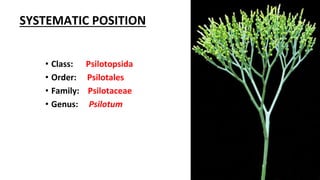 PSILOTUM : structure, morphology, anatomy, reproduction , life cycle ...