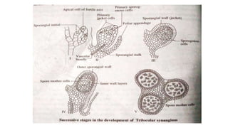 PSILOTUM : structure, morphology, anatomy, reproduction , life cycle ...