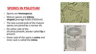 PSILOTUM : structure, morphology, anatomy, reproduction , life cycle ...