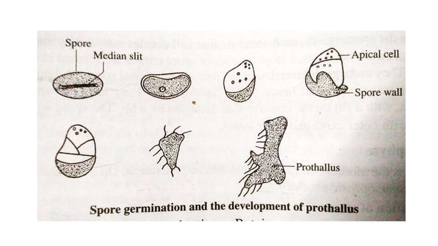 PSILOTUM : structure, morphology, anatomy, reproduction , life cycle ...