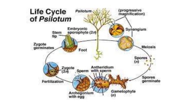 PSILOTUM : structure, morphology, anatomy, reproduction , life cycle ...