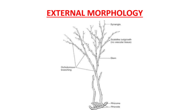 PSILOTUM : structure, morphology, anatomy, reproduction , life cycle ...