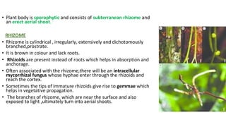 PSILOTUM : structure, morphology, anatomy, reproduction , life cycle ...