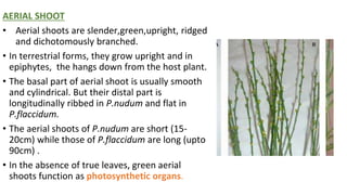 PSILOTUM : structure, morphology, anatomy, reproduction , life cycle ...