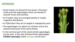 PSILOTUM : structure, morphology, anatomy, reproduction , life cycle ...