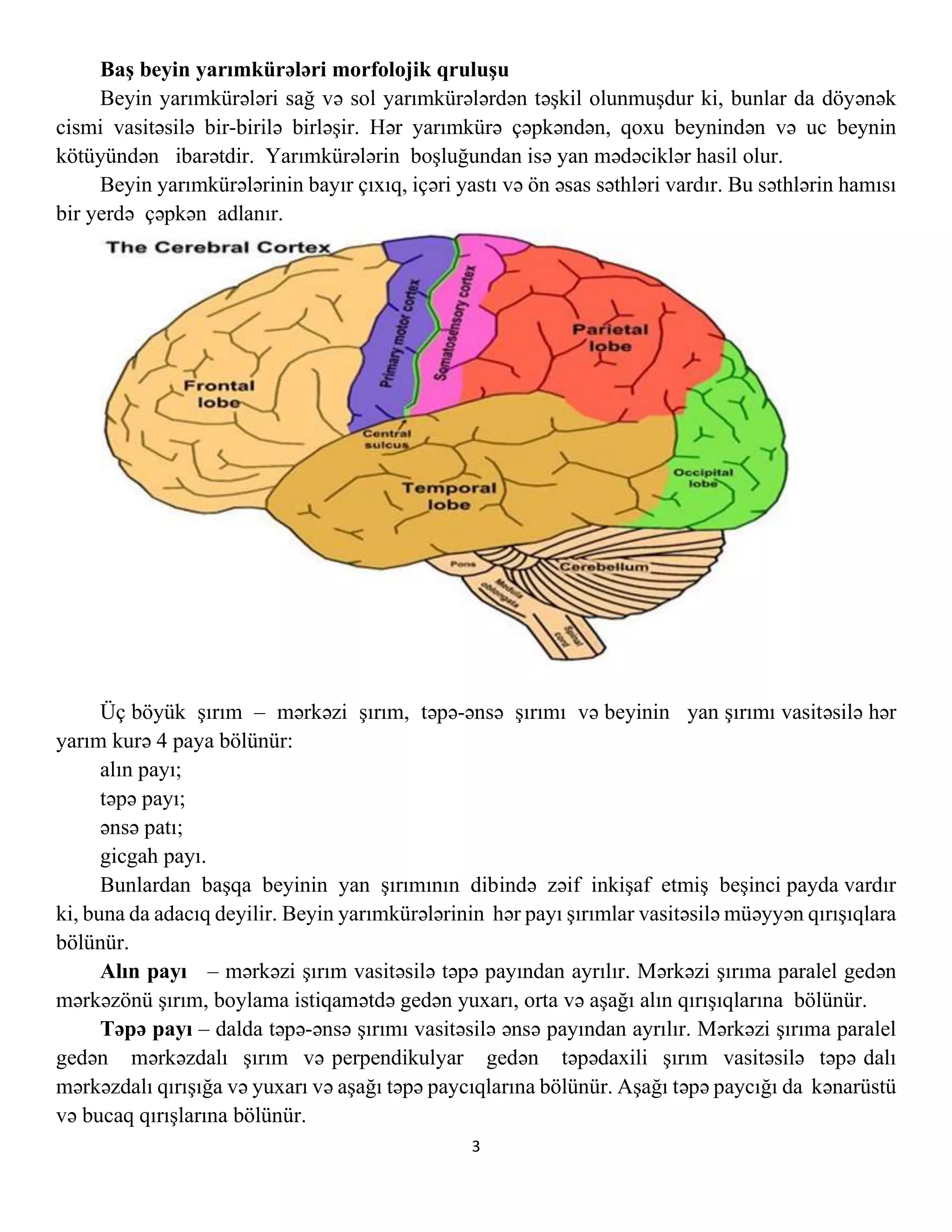Assimetrik beyin | PDF