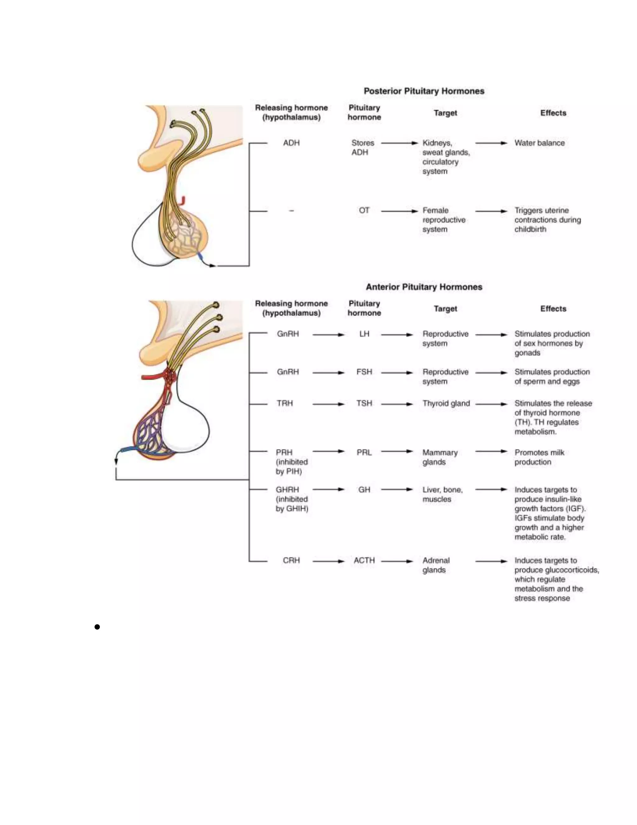 endocrine system | DOCX