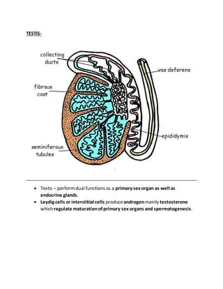 endocrine system | DOCX