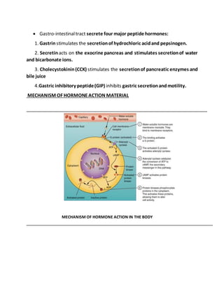 endocrine system | DOCX