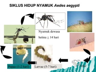 psndbd-120423213231-phpapp01 2.pdf