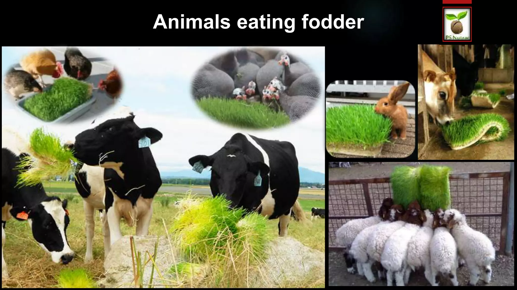 Fodder system: Growing animal feed in 7 days without soil | PPT