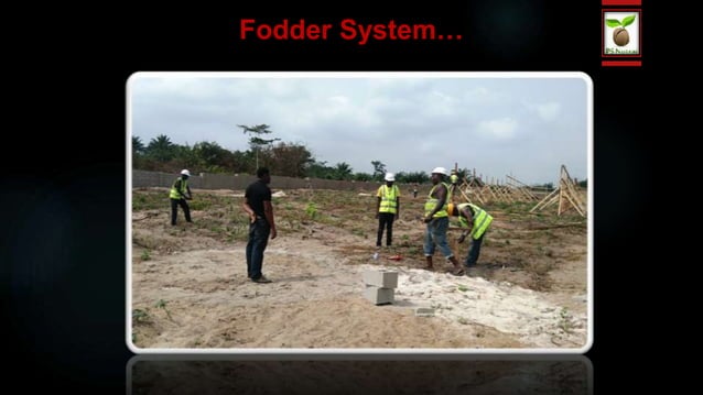 Fodder system: Growing animal feed in 7 days without soil | PPT