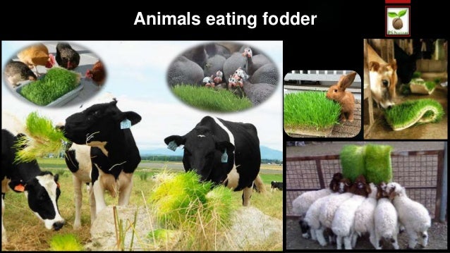 Fodder system: Growing animal feed in 7 days without soil